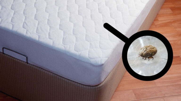 ¡Adiós a los ácaros en tu colchón! Aprende cómo eliminarlos fácilmente